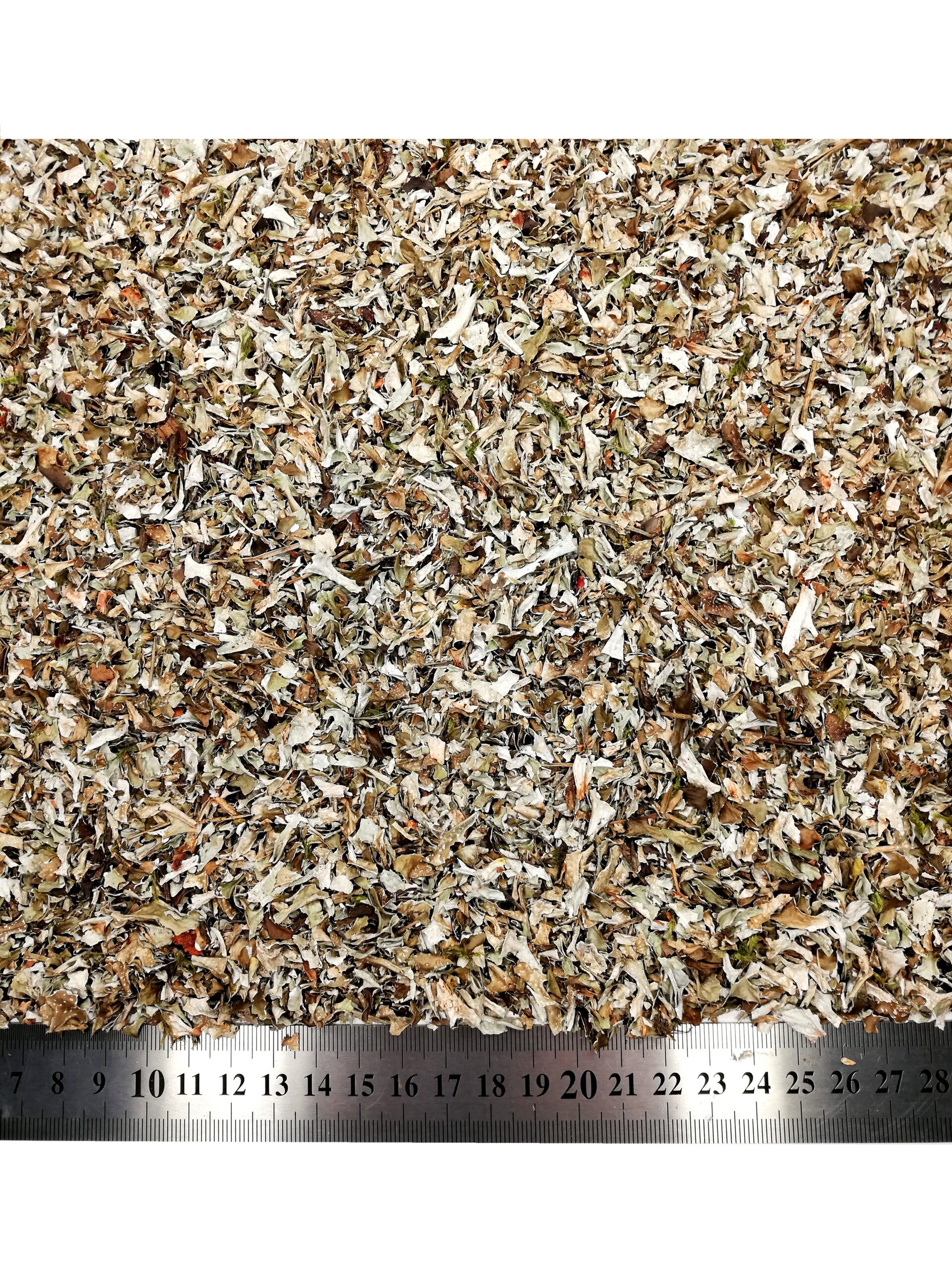 Islandi samblik - 400 grammi - Islandicus lichen - Islandi käokõrv - Kubja